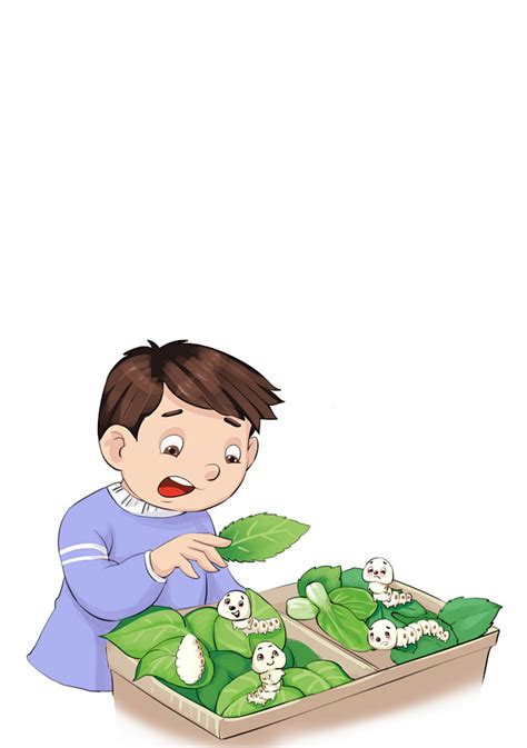 蚕一定要吃桑叶吗