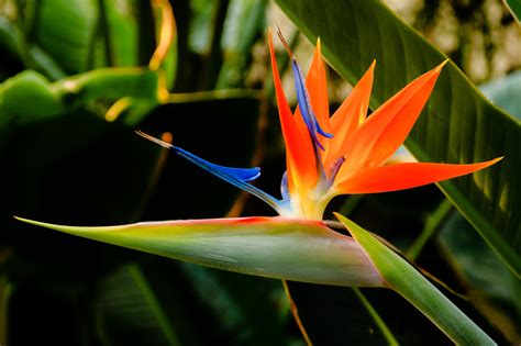 Quality Strelitzia Reginae Plants At Low Price For Sale West Coast Trees