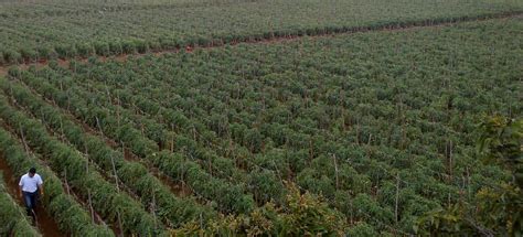 Unifresh Produce Corp About Us