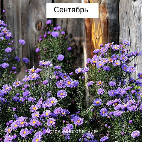 Любителям сиреневого - список цветов по месяцам | Сад по-новому. Школа ...