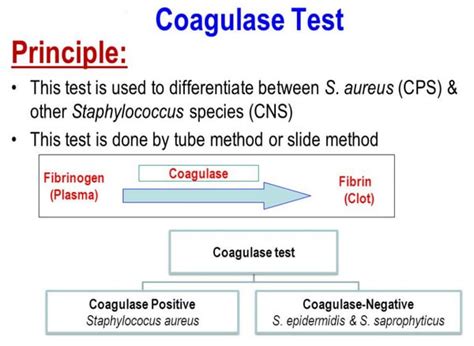 Coagulasenegative Staphylococcus Morphology Visualised