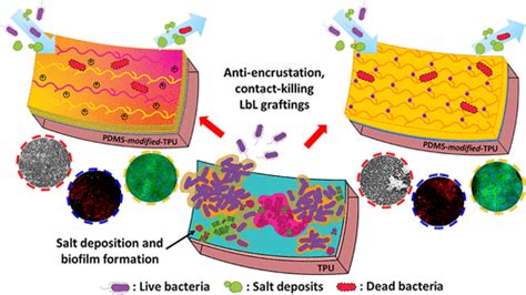 Acs Biomaterials Science And Engineering