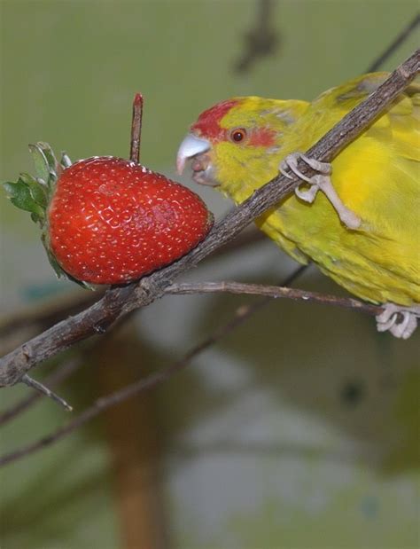 What Do Parakeets Eat Full Parakeet Diet Guide Psittacology
