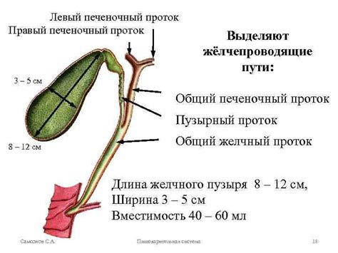 Занятие 3 Печень Жёлчный пузырь Поджелудочная железа Селезёнка