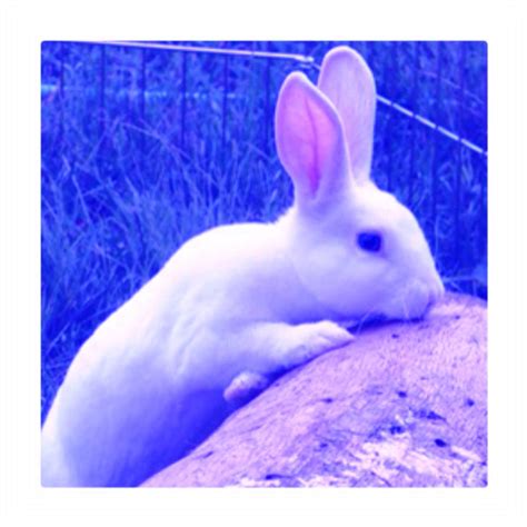 Small Pooka Form By Half Fairy All Pooka On Deviantart