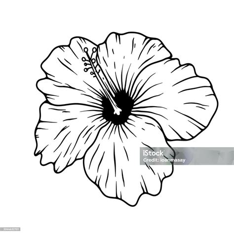 白い背景にハイビスカスの花のイラストデザイン要素 イラストレーションのベクターアート素材や画像を多数ご用意 イラストレーション