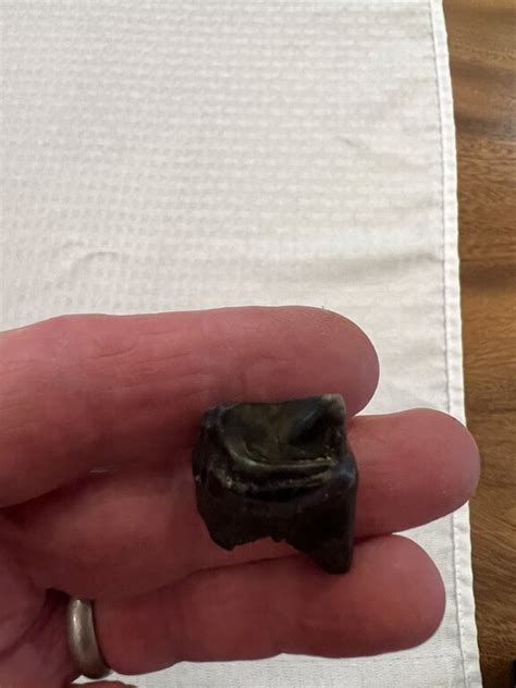 Camel Tooth Fossil Id The Fossil Forum