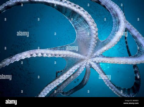 Looking Up At Tentacles Of Mimic Octopus Thaumoctopus Mimicus