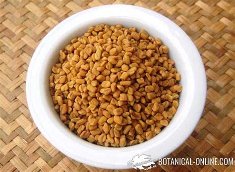 Plantas Medicinales Para El Tinnitus Botanical Online