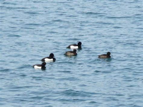 日本野鳥の会オホーツク支部ブログ 野鳥情報100323 斜里漁港周辺