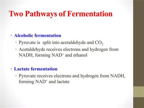 Fermentative Metabolism Pptx