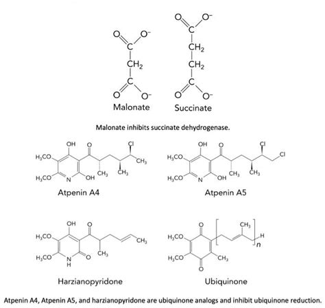 Solved Complex Ii Or Succinate Dehydrogenase Is The Only