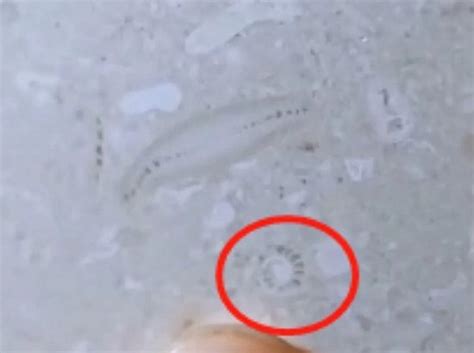 小学生在医院发现上亿年前化石 每天与化石擦肩而过