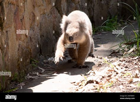 The Koala Has A Large Round Head Big Furry Ears And Big Black Nose