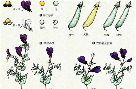 為什麼兒子長的像爸爸 每日頭條