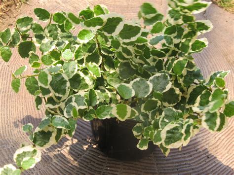 寄せ植え｜観葉植物に季節の花を合わせて モルミンの庭