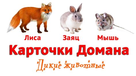 Развивающее видео для детей Карточки Домана Дикие Животные Youtube