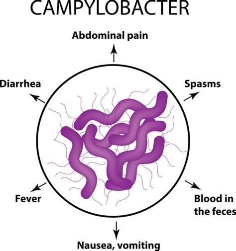 Campylobacter Illustrations Royalty Free Vector Graphics And Clip Art
