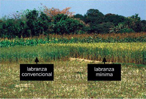 sistema de mínima labranza Agrotendencia tv