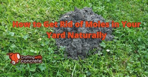 How To Get Rid Of Moles In Your Yard Naturally