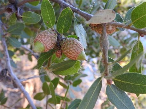 Quercus Wislizeni Picturethis