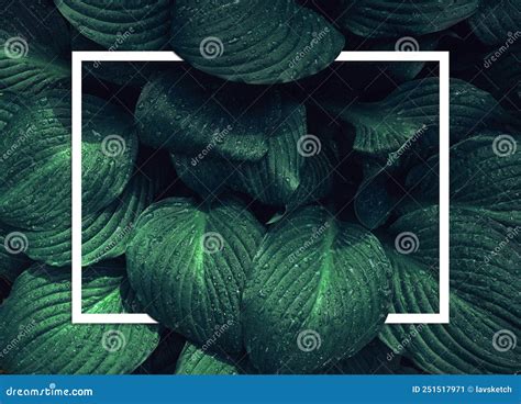 Hojas Verdes Con Fondo De Marco Blanco Follaje Texturado Natural