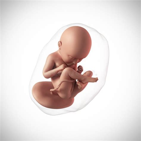 Foetus Humain Semaine 35 Illustration Stock Illustration Du Prénatal