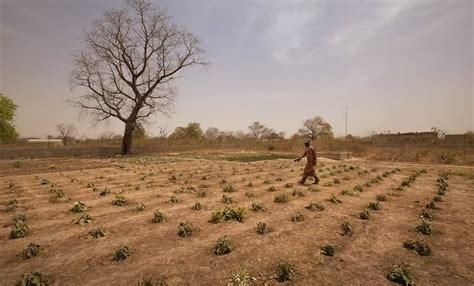 The Zaï Technique How Farmers In The Sahel Grow Crops With Little To