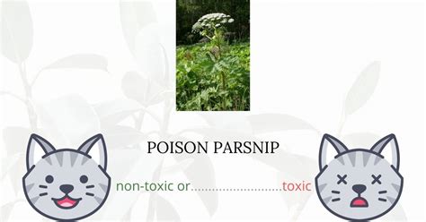 Is Poison Parsnip Toxic To Cats