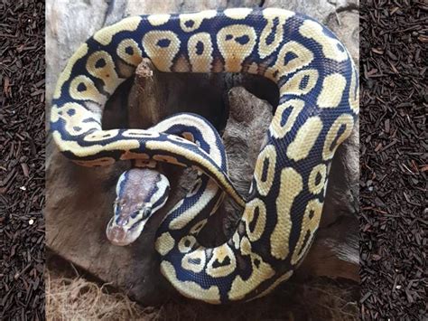 Königspython Python Regius Verschiedene Farben