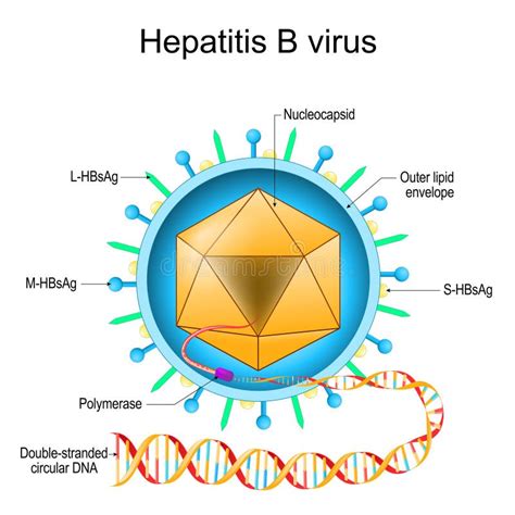 Structure Of Hepatitis B Virus Virion Anatomy Stock Vector