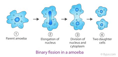 Cbse Class 10 Science Chapter 8 How Do Organisms Reproduce Notes