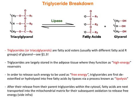 Iii Metabolic Biochemistry Ppt Download