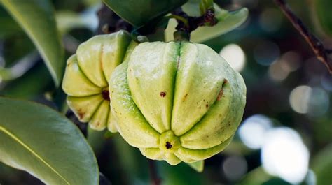 Greenatr Garcinia Cambogia Supplements Review Customerreview Greenatr