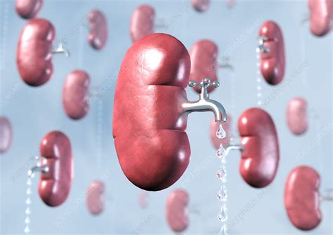 Diuresis Stock Image M7000151 Science Photo Library