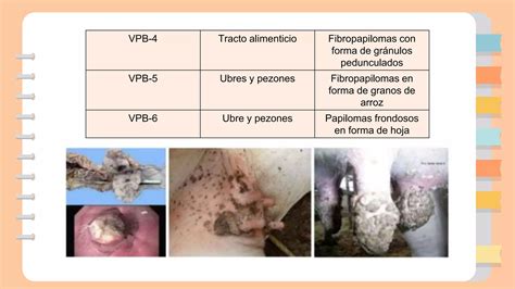 Papilomatosis Bovina Pptx