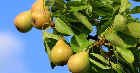 Pearland Texas Are There Pears In Pearland
