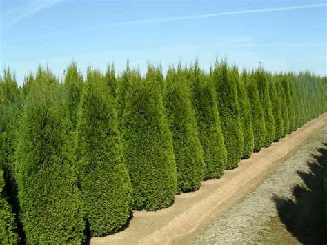 Emerald Green Smaragd Arborvitae Singing Tree Gardens Nursery