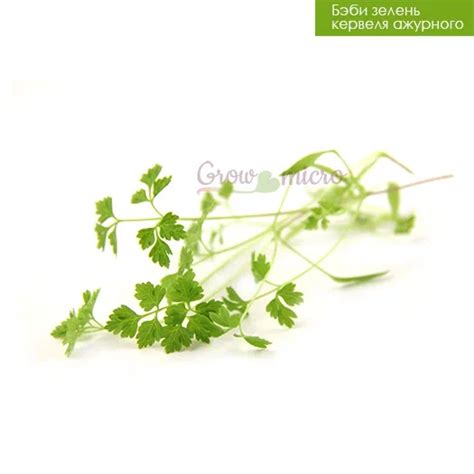 Семена микрозелени