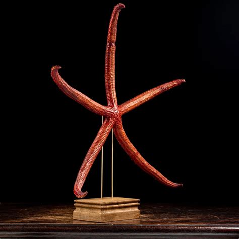 Stella Marina Su Piedistallo