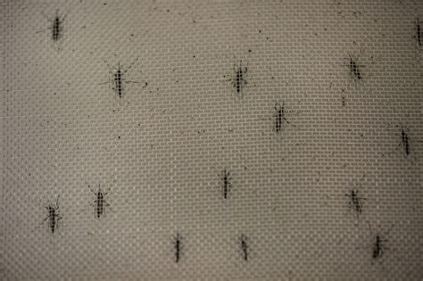 Dengue Mosquito Vs Normal Mosquito