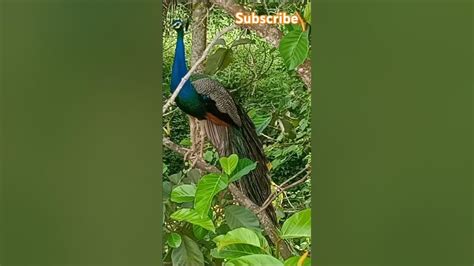 Peacockshortsbeautifulpeacock 🦚🔥 Youtube