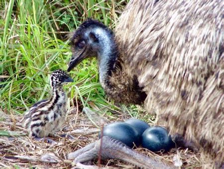 Southeastern Outdoors Emu On Nest