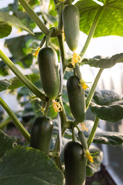 How To Grow Cucumbers In A Greenhouse Greenhouse Ing