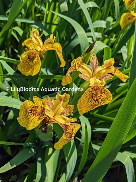 Iris Berlin Tiger