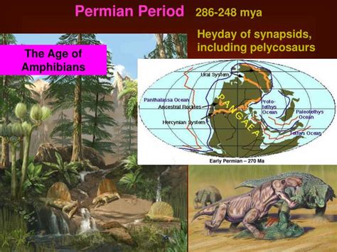 Ppt Paleontology Studying The Fossil Record Powerpoint Presentation