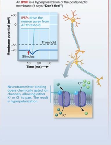 Biol322 Chapter 11 Synapses Flashcards Quizlet