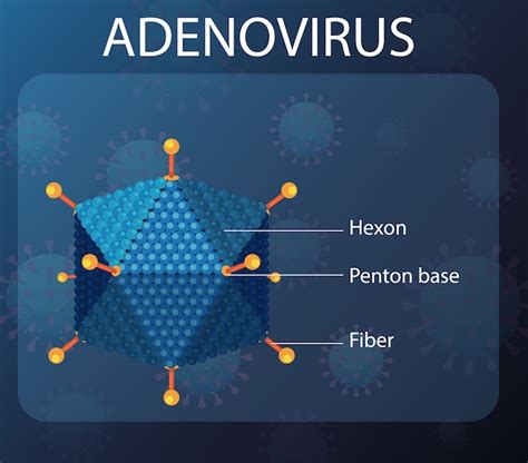 Free Vector Adenovirus Structure Diagram