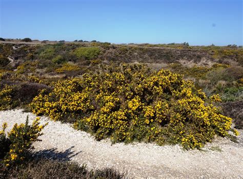 Gorse Bush By Quarry Pond Hengistbury Head Leimenide Flickr