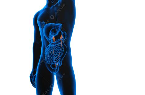 3d Render Medical Of The Ureter Physiology Anatomy Medical Biology